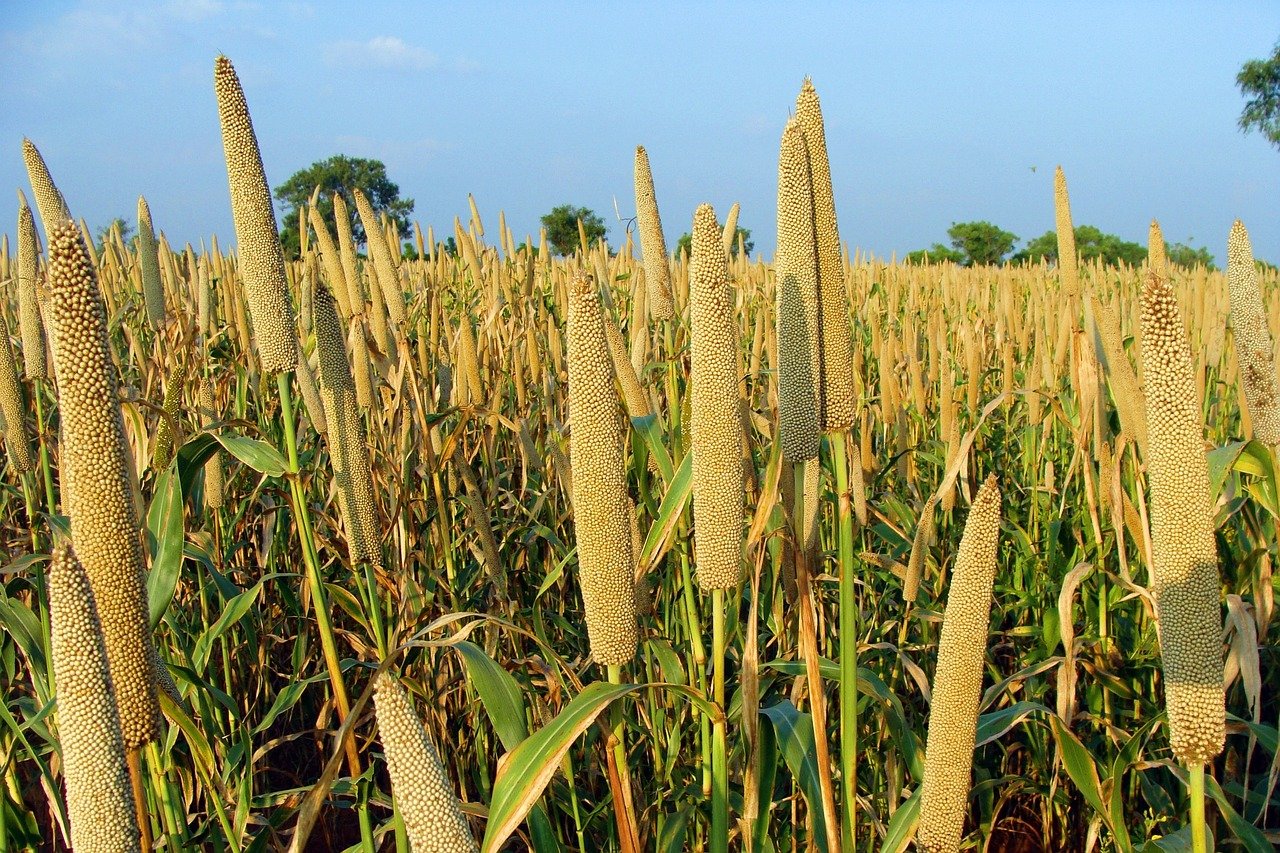 Super Food Millet: All you need to know about it - Your Path to ...